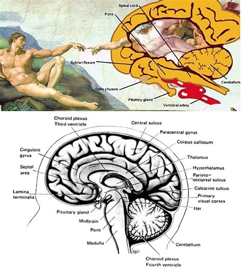 การให้ความรู้เกี่ยวกับศิลปะ Michael Angelo พระเจ้าสร้างอาดัม The
