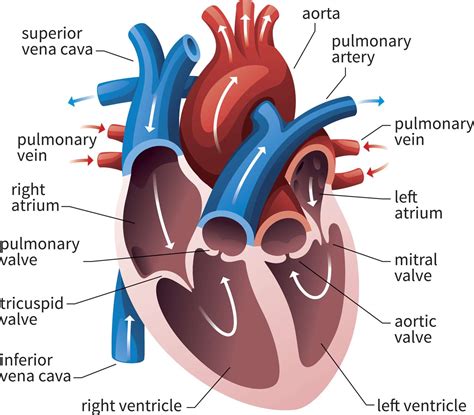 Semilunar Valve Diagram The Anatomy And Function Of The Semilunar