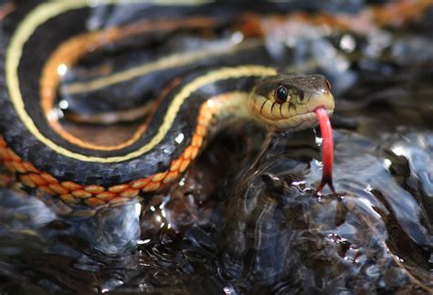 Cestos River Worldatlas