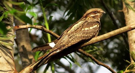 Nightjars Of East Africa The Nocturnal Hunters