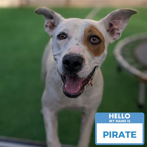 Patch And Pirate Shellharbour Council