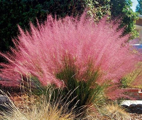 30 Rare Purple Love Grass Seeds Eragrostis Spectabilis Tufted Love