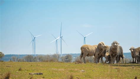 Replacement Turbine Blades On The Way As Huge Wind Farm Held At Half