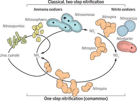 Difference Between Nitrification And Denitrification With Diagram Viva Differences