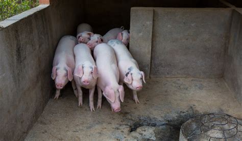 猪图片素材 猪设计素材 猪摄影作品 猪源文件下载 猪图片素材下载 猪背景素材 猪模板下载 搜索中心