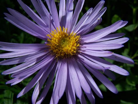 Aster Alpinus By Byrongiant On Deviantart
