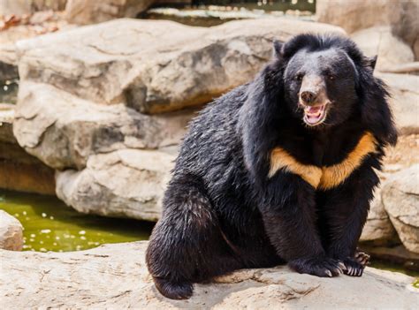 Moon Bears Intelligent And Endangered