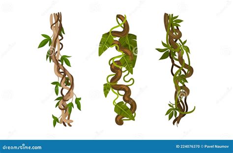 Climbing And Tangled Liana Long Stemmed Woody Vine Vector Set 232281669