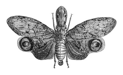 Lantern Fly Vintage Engraved Illustration Isolated On White Background