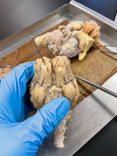Cranial Nerves Sheep Brain Flashcards Quizlet