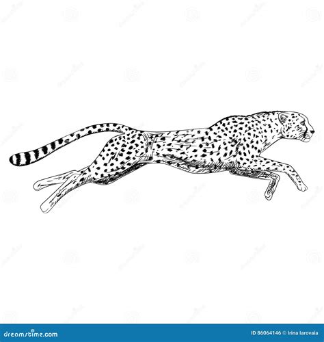 Cheetah Running Drawing Stock Illustrations 789 Cheetah Running