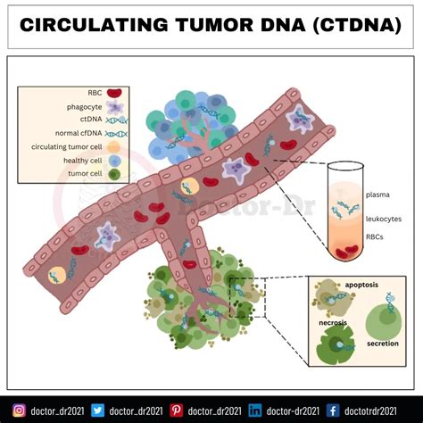 Circulating Tumor Dna Ctdna Sequencing A Liquid Biopsy Approach For