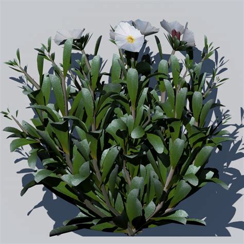 Вьюнок Cneorum Silverbush 3d Модель 19 3ds Fbx Max Obj Free3d