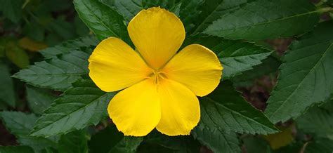 Smoking Damiana - Benefits & Effects | Smokable Herbs