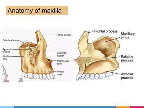 Growth Of Maxilla Pptx