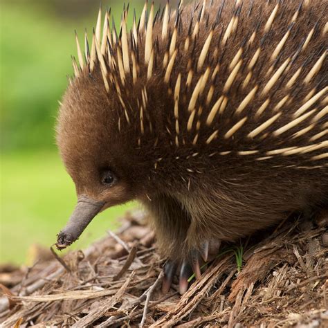 Which Animal Has The Largest Penis Abc Listen