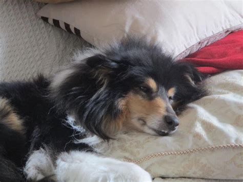 Collie Rescue Rough And Smooth Charity Collie Rehoming