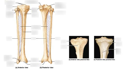 Anatomy Lab Tibia And Fibula Diagram Quizlet