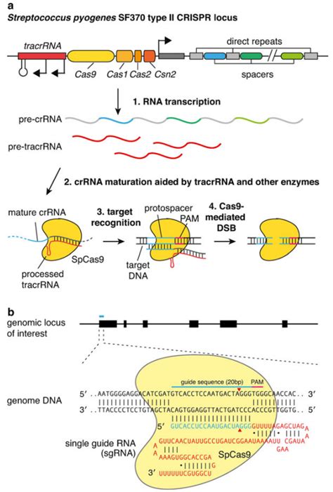 CRISPR Cas 基因编辑技术的应用 知乎