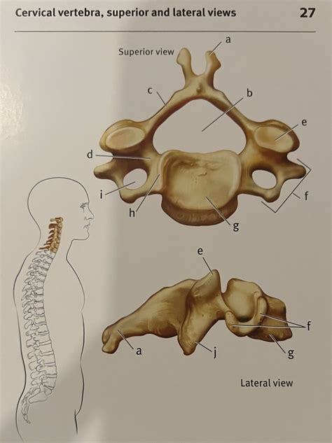 Skeletal System Diagram Quizlet Skeletal System Diagram Quizlet