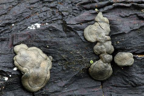 Trichoderma Citrinoviride Trichoderma Citrinoviride Naturbasen