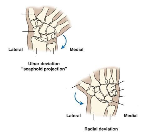 Wrist Movements Diagram Quizlet
