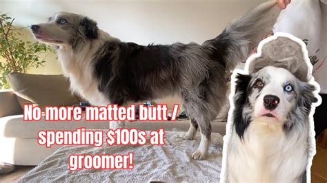 Grooming My Australian Shepherd Border Collie At Home Step By Step