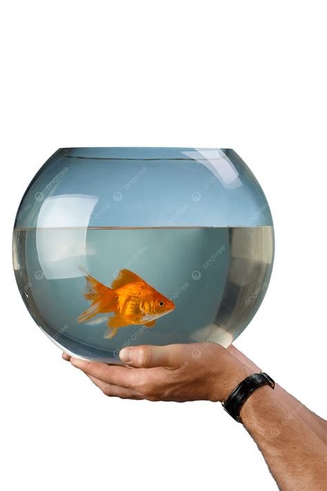 Peixinhos Dourados Em Um Aquário Redondo Mantenha Fofo Png Animais De Estimação Tigela