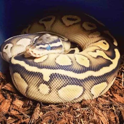 Do Ball Pythons Sleep Infinite Scales