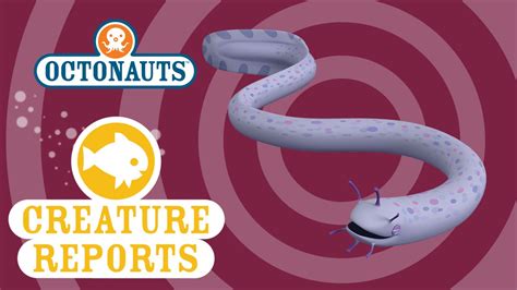 Electric Eel Octonauts At Walter Belin Blog