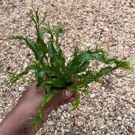 Windelov Fern Minipura Aqua