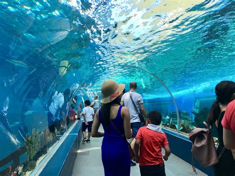 Things To See In Cebu Ocean Park Cebu City