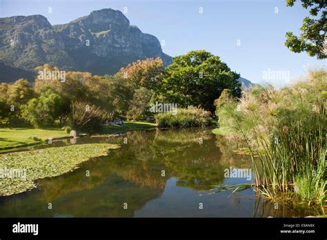 Kirstenbosch National Botanical Garden Cape Town Western Cape South