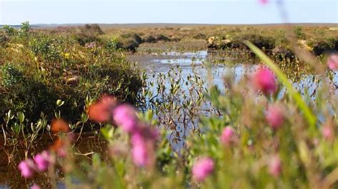 The Promise And Danger Of Scotlands Bog