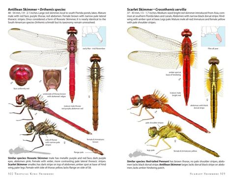 Dragonflies Of North America Nhbs Field Guides And Natural History