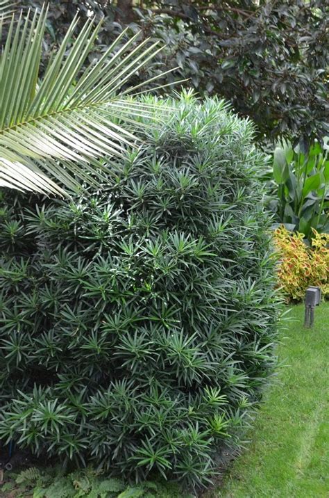 Podocarpus Macrophyllus Maki Chinese Shrub Yew From Swift Creek Nursery