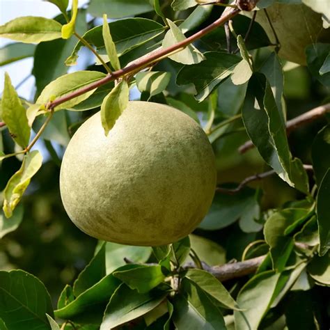 Hug A Plant Beal Treebilva Patrabel Patraindian Bael Aegle