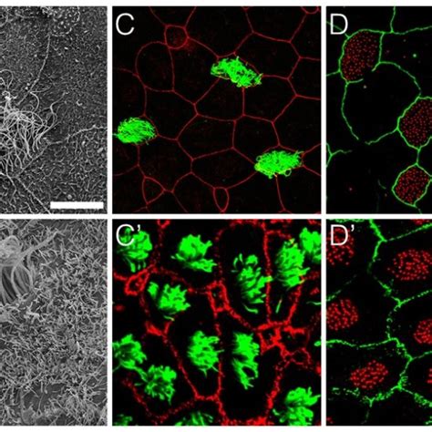 Pdf Biology Of Multiciliated Cells
