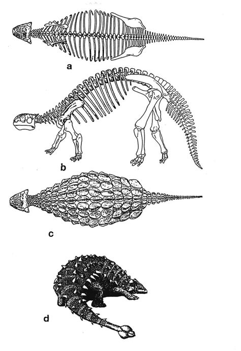 Download Scientific Diagram Ankylosaurus Magniventris After Brown