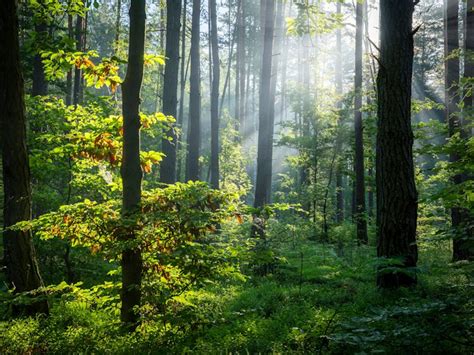 Dynamic Baselines And A Plea For Integrity American Forest Foundation