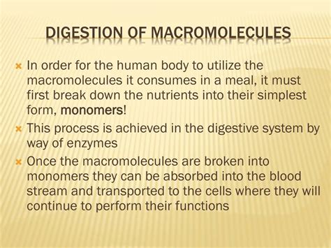 Ppt Macromolecules Of The Human Body Powerpoint Presentation Free Download Id 2367955