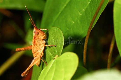 Grasshopper Brown Stock Image Image Of Gray Close Colorful 78993561