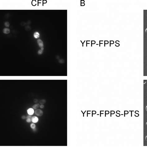 The Mevalonate Pathway In S Cerevisiae Patchoulol Synthase Pts Has