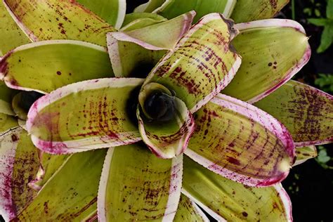 Morado Bromeliads Wa