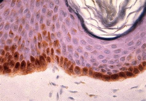 Stains Lab Flashcards Quizlet