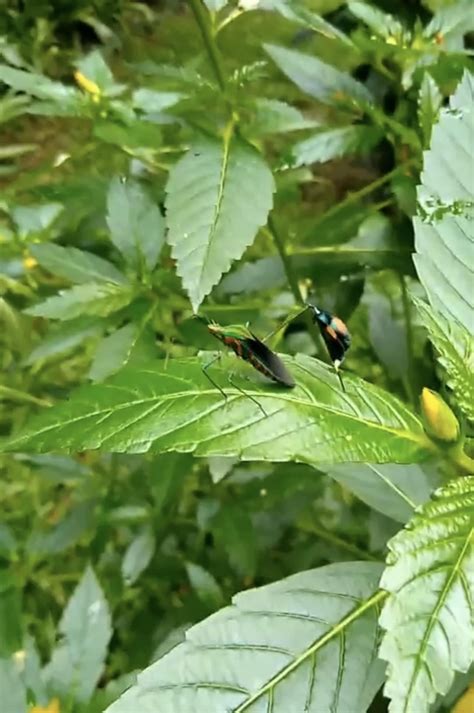 Weird Bug With A “fake” Big Attached Rwhatisthisbug