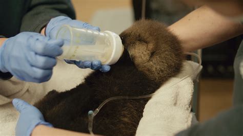 Orphaned Sea Otter Pup In Around The Clock Care At Marine Mammal
