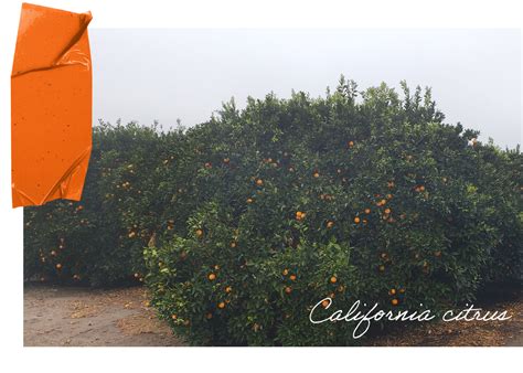 ‘excellent Quality Ahead For Californias Citrus Crops