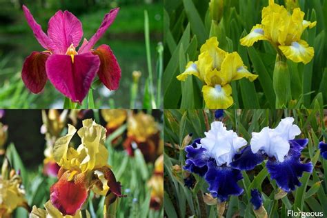 Irises Flower Types Plant Varieties How To Grow And Care Florgeous