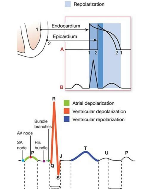 The Heart 🔴what Is New And Different In The 2024 Esc Facebook